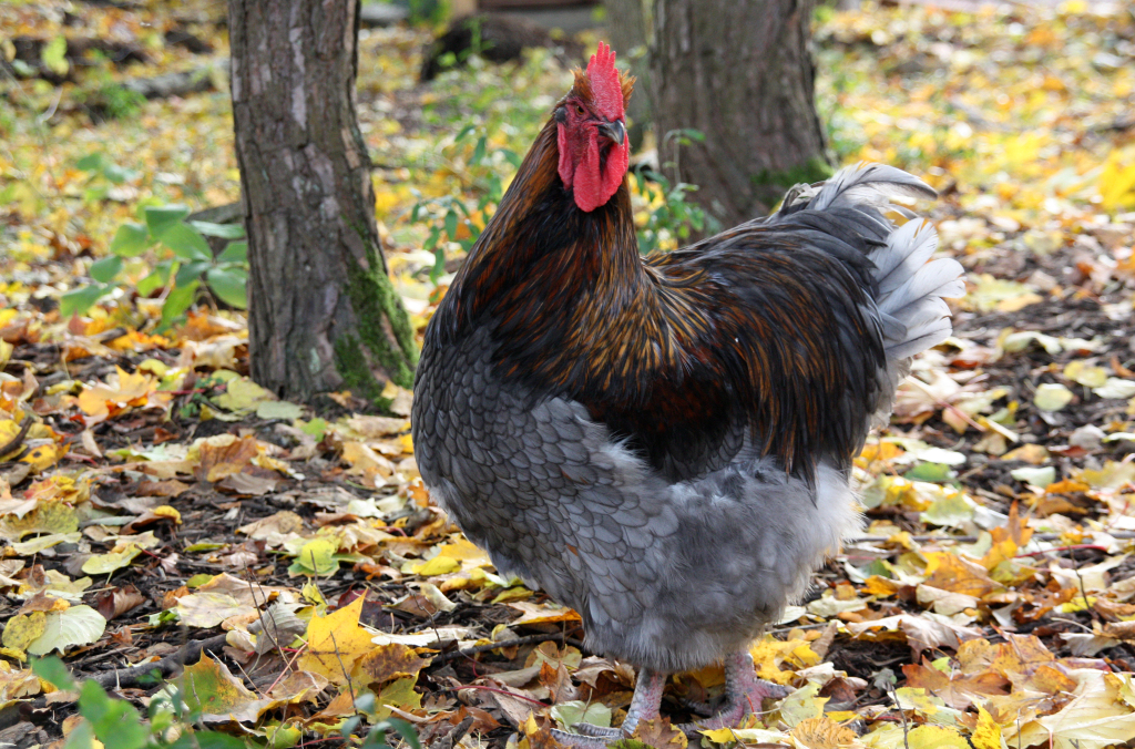 » Huhn meets Hund - Von den 3 Linden